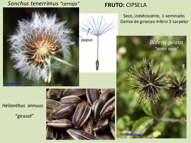 3º clase compuestas