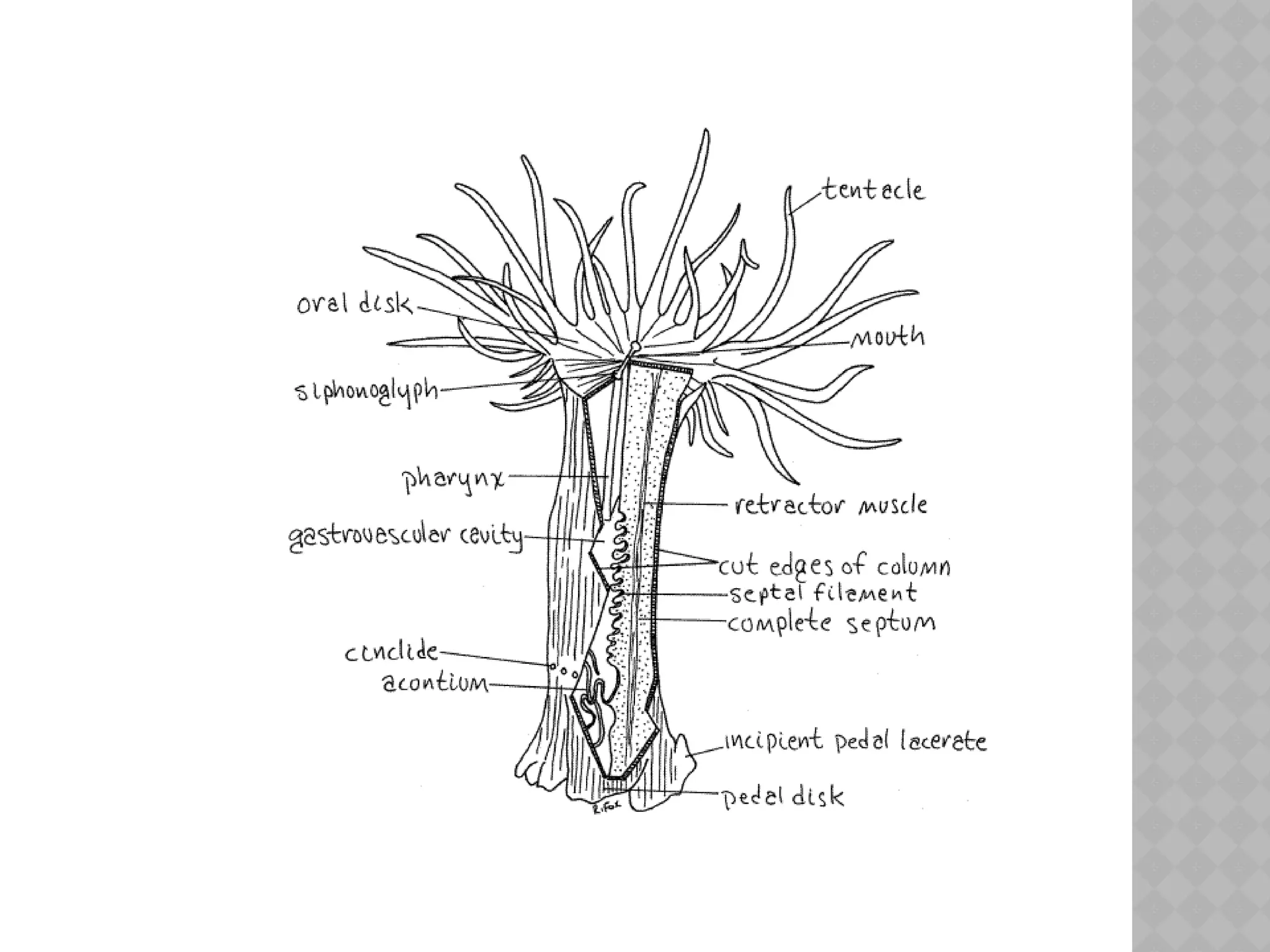 3 classification of coelenterata and animals | PPTX