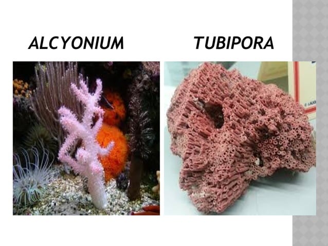 3 classification of coelenterata and animals | PPT