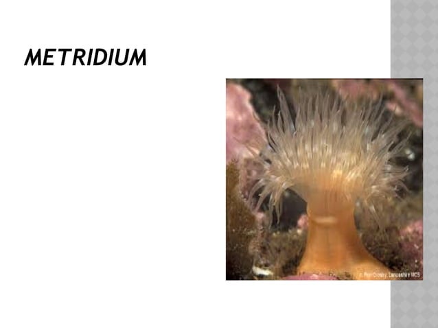3 classification of coelenterata and animals | PPT