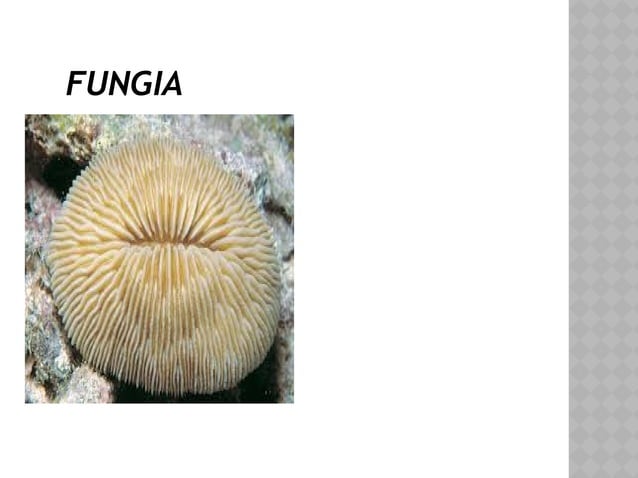 3 classification of coelenterata and animals | PPT