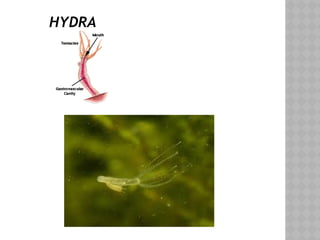 3 classification of coelenterata and animals | PPTX