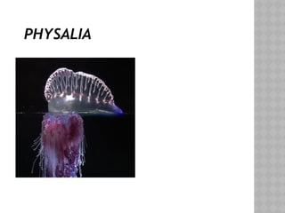 3 classification of coelenterata and animals | PPTX