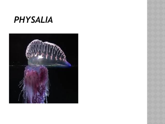 3 classification of coelenterata and animals | PPT