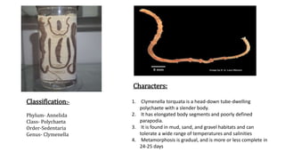 3 clymenella - Copy.pptx