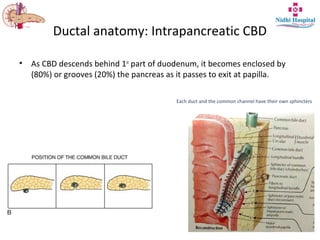 Resectional Anatomy of Pancreas | PPT
