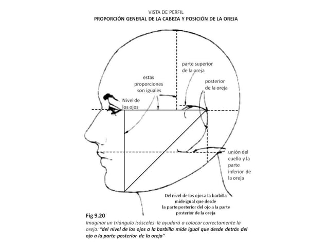 Cómo Dibujar Un Rostro Proporciones Del Rostro Ppsx