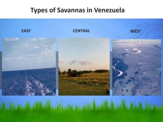Carbon Sequestration Potential in the Savannas Ecosystems of Venezuela ...
