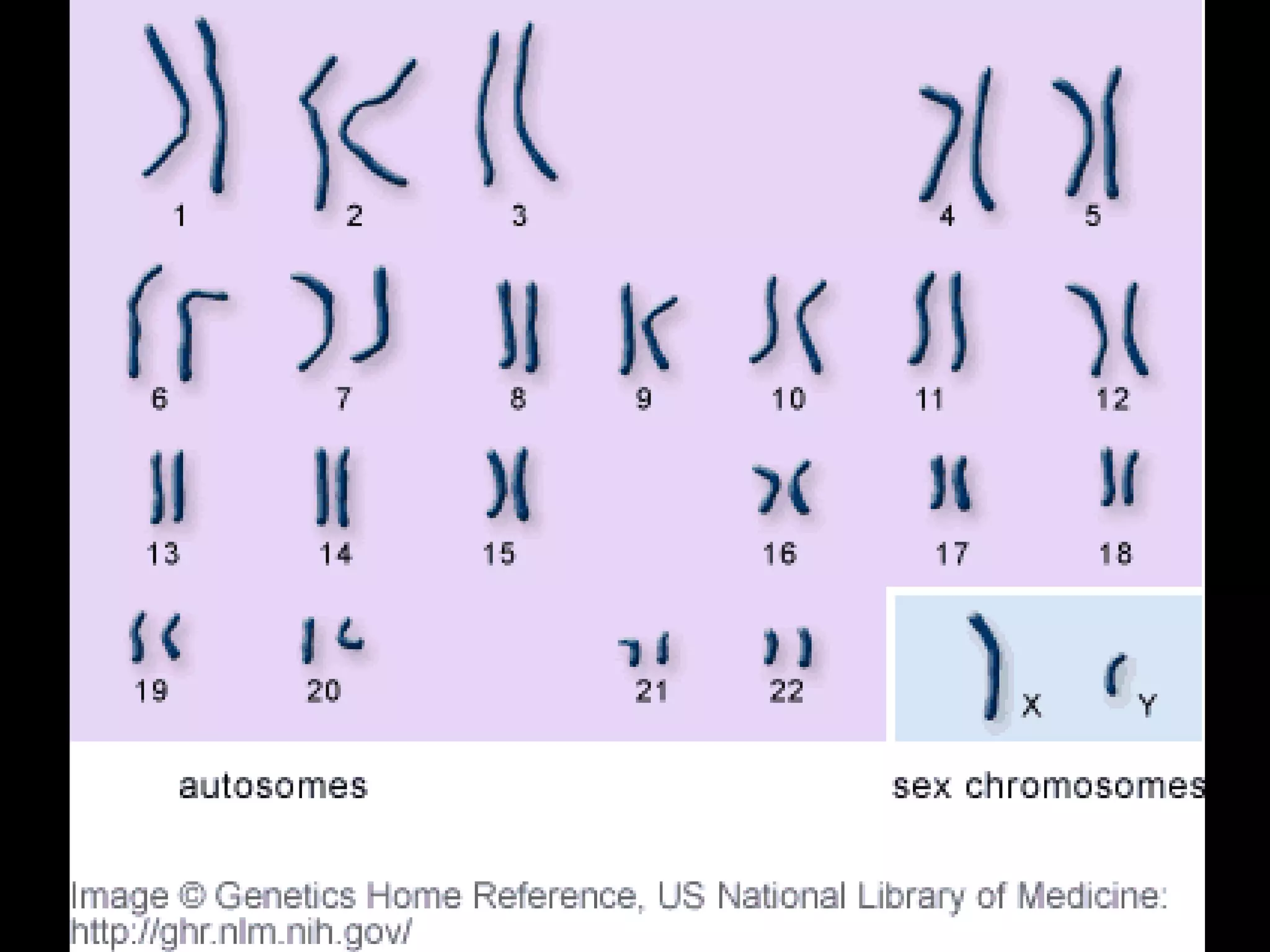 Chapter 19 Heredity Lesson 3 - Complete and Incomplete Dominance ...