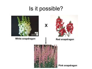 Chapter 19 Heredity Lesson 3 - Complete and Incomplete Dominance ...