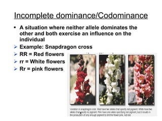 Chapter 19 Heredity Lesson 3 - Complete and Incomplete Dominance ...