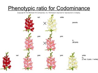 Chapter 19 Heredity Lesson 3 - Complete and Incomplete Dominance ...