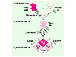 Chapter 19 Heredity Lesson 3 - Complete and Incomplete Dominance ...