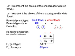 Chapter 19 Heredity Lesson 3 - Complete and Incomplete Dominance ...