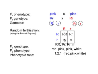 Chapter 19 Heredity Lesson 3 - Complete and Incomplete Dominance ...