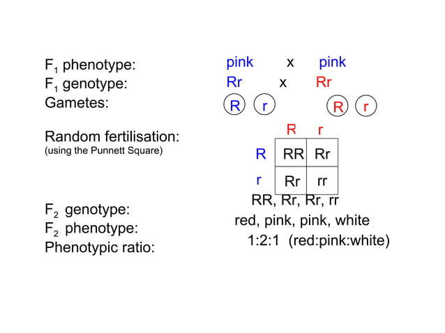 Chapter 19 Heredity Lesson 3 - Complete and Incomplete Dominance ...