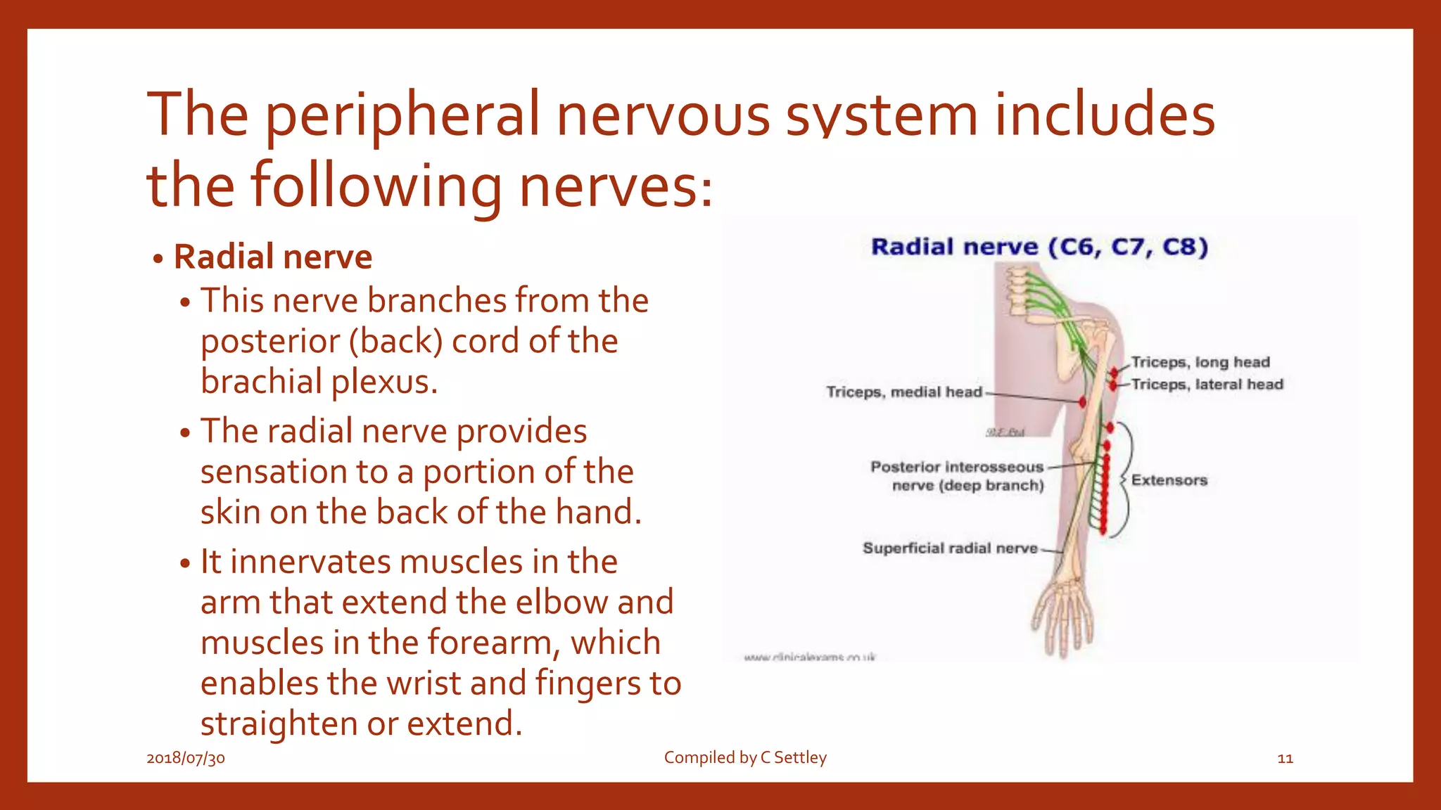 3 conditions of the peripheral nerves | PPT