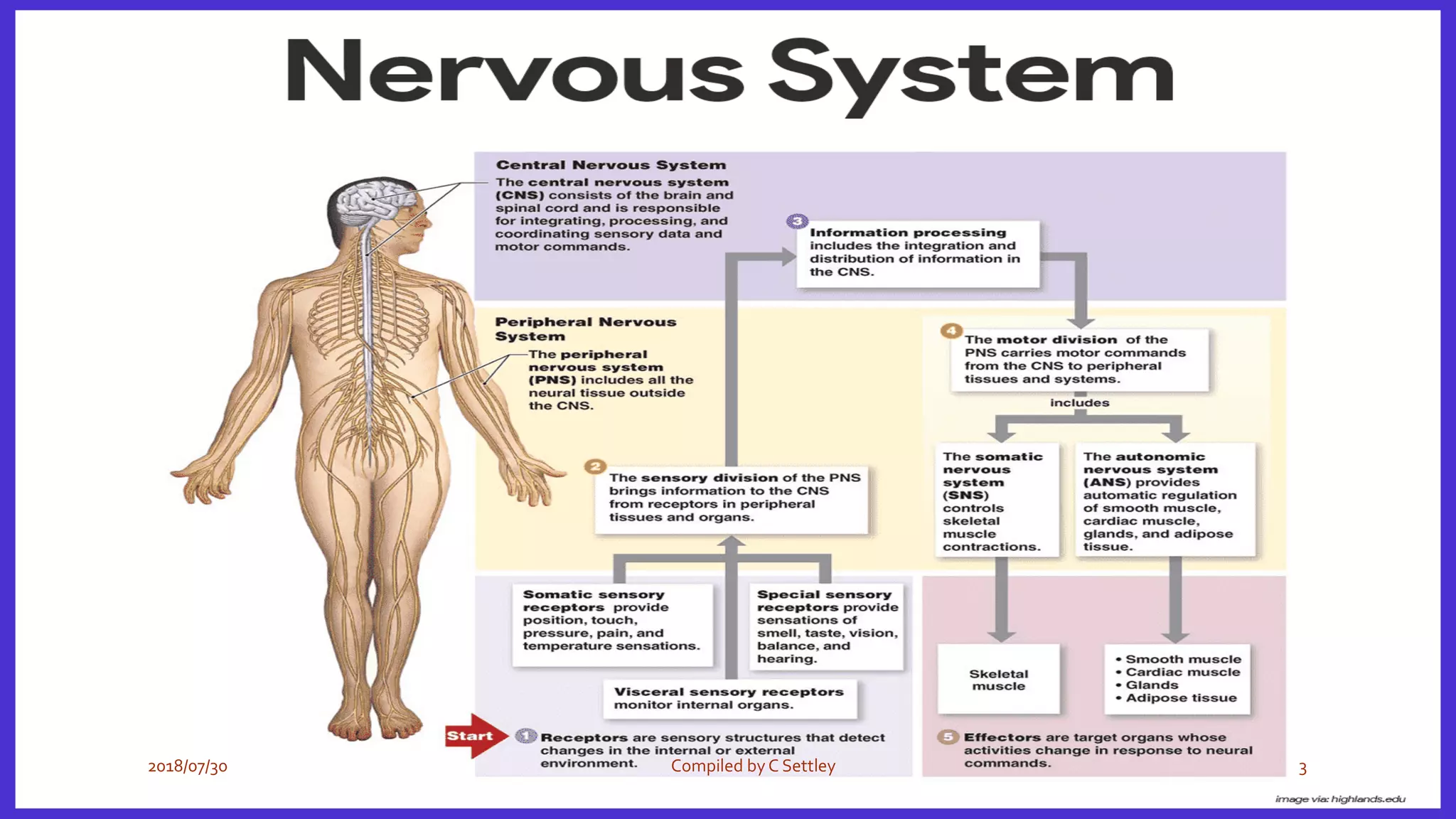 3 conditions of the peripheral nerves | PPT