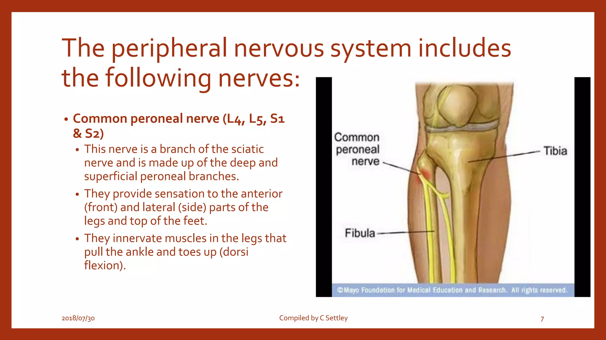 3 conditions of the peripheral nerves | PPT