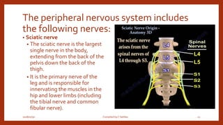 3 conditions of the peripheral nerves | PPT