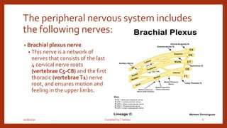 3 conditions of the peripheral nerves | PDF