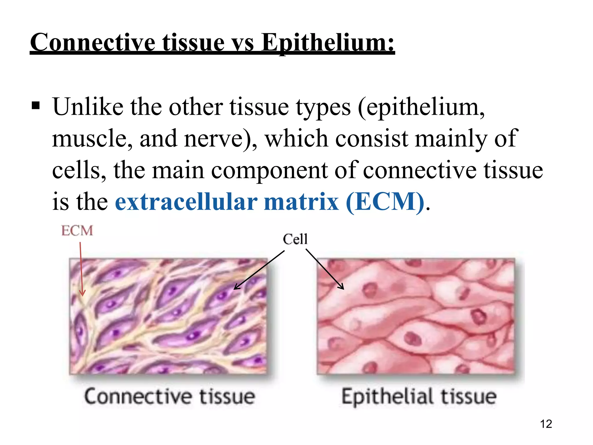 connective tissue.pptx