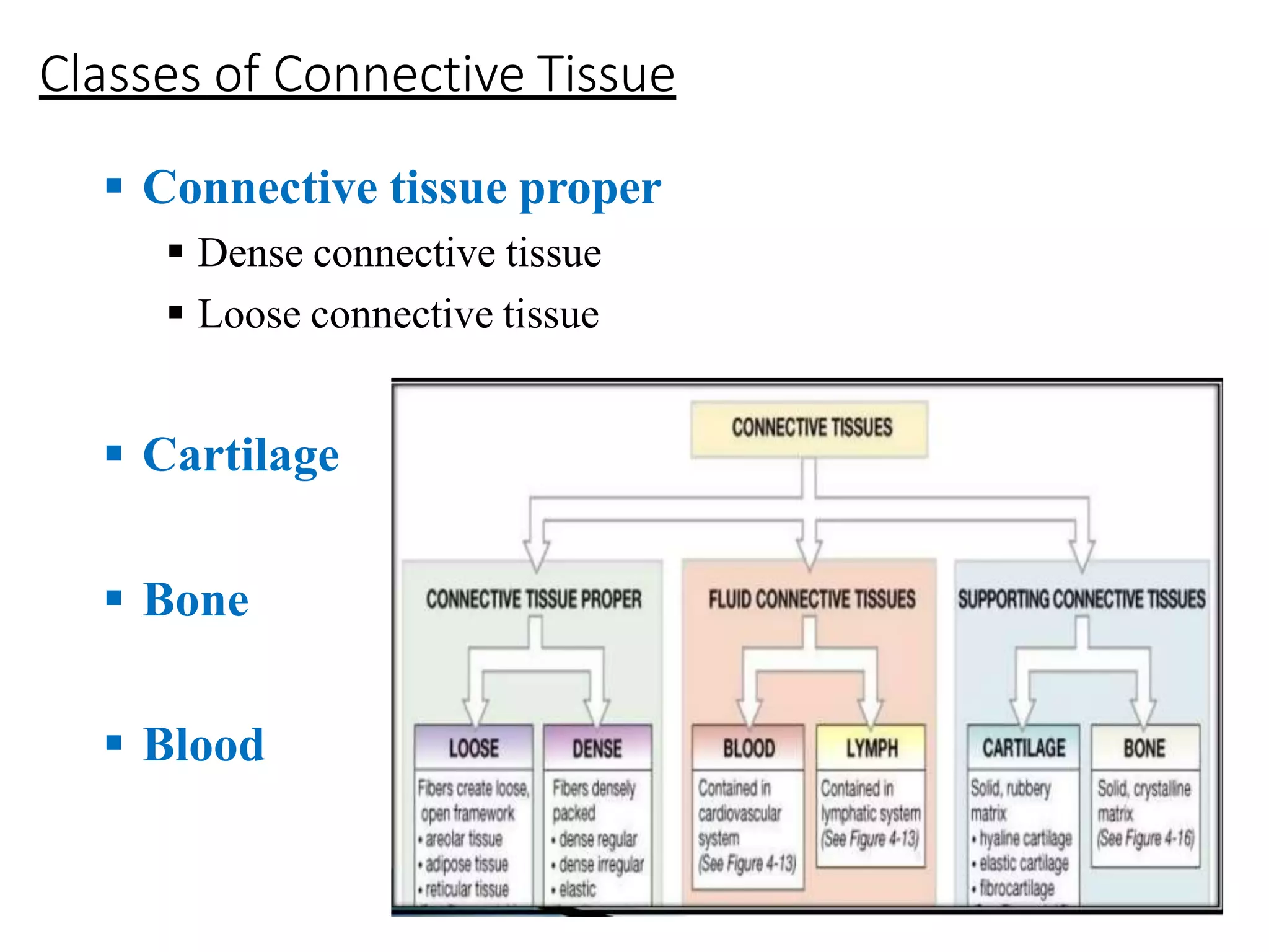 connective tissue.pptx