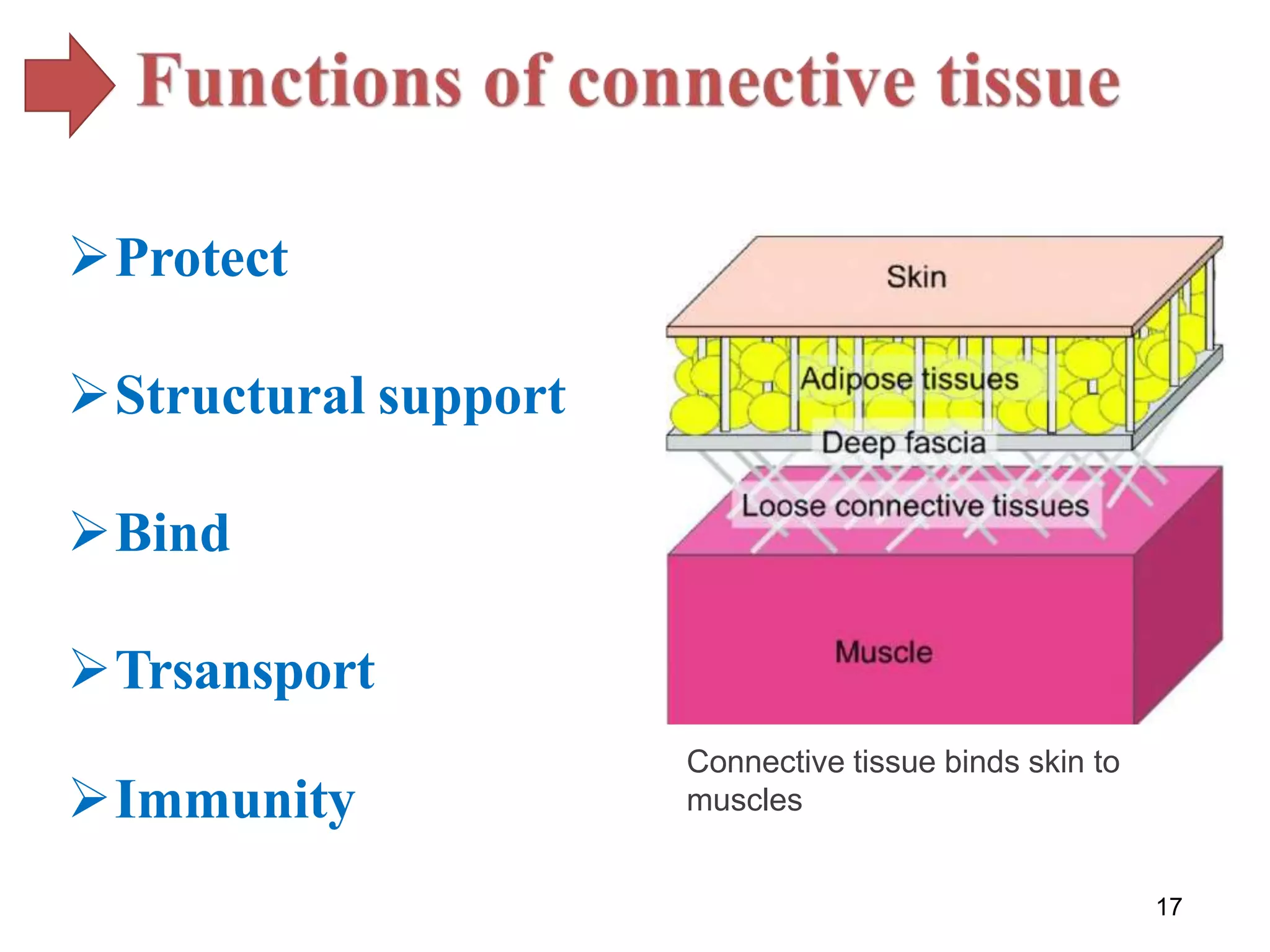 connective tissue.pptx