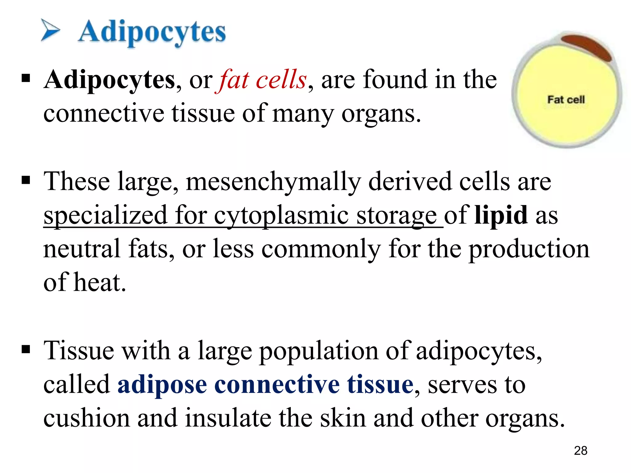 connective tissue.pptx