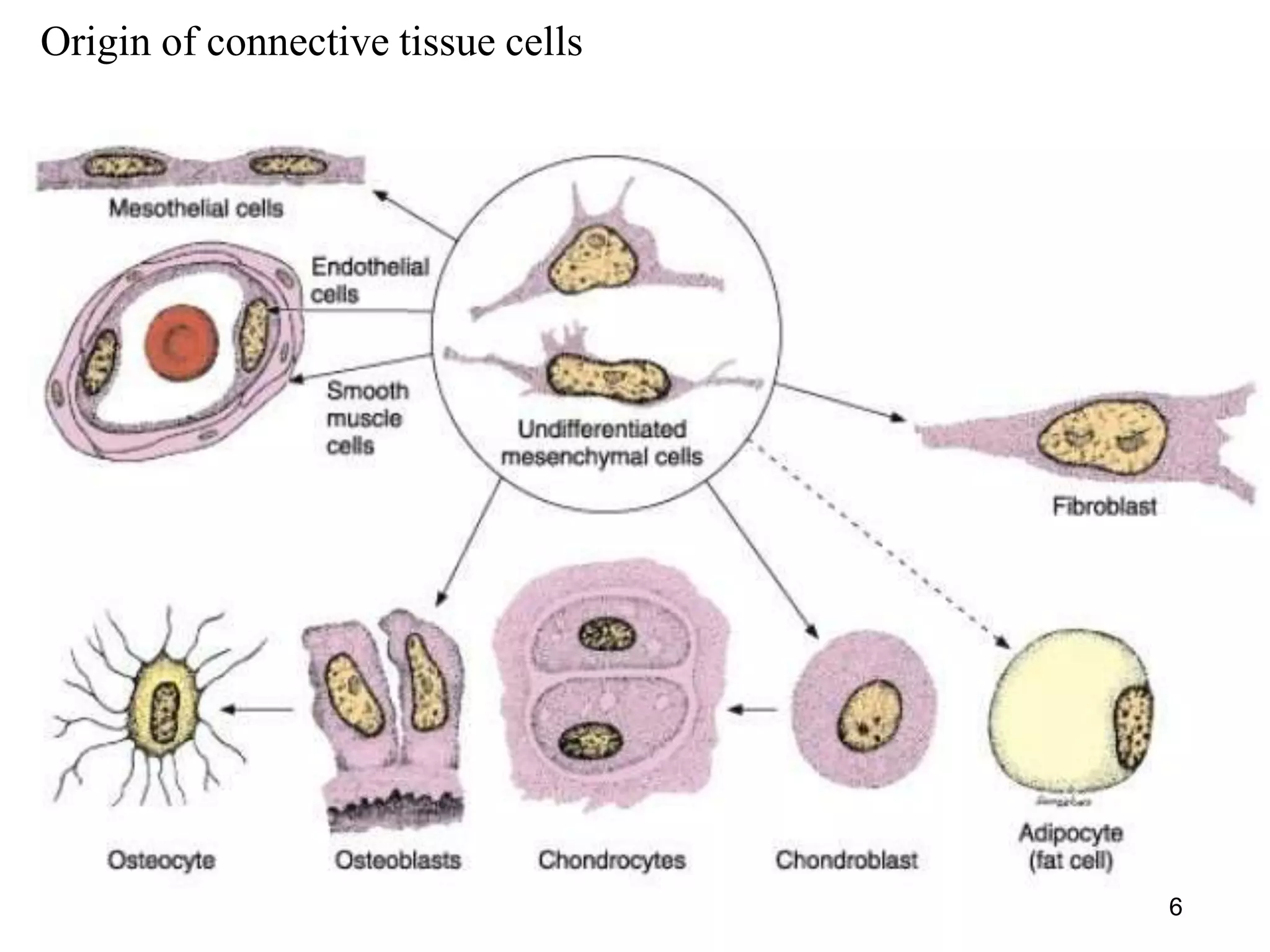 connective tissue.pptx