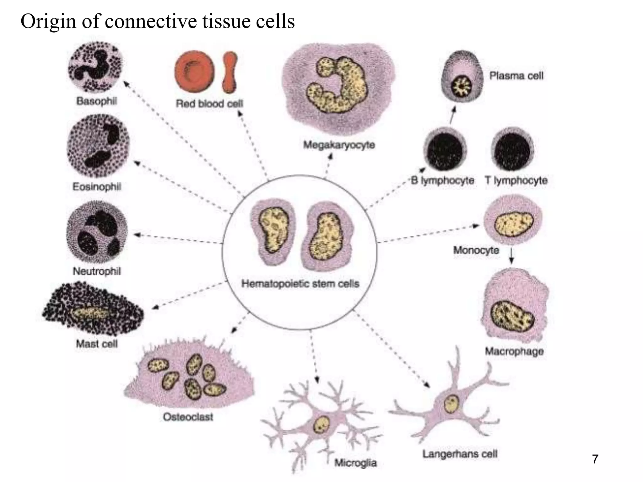 connective tissue.pptx