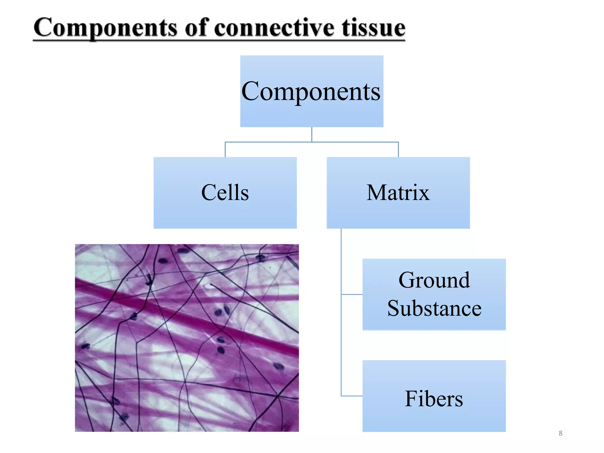connective tissue.pptx