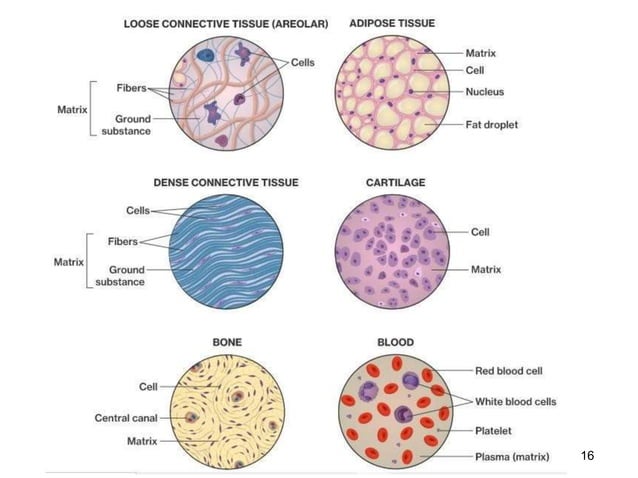 connective tissue.pptx