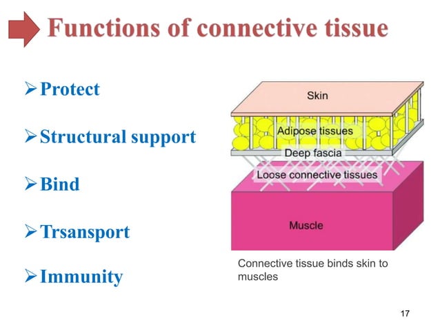 connective tissue.pptx