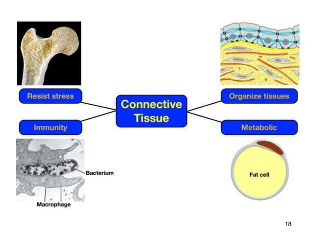 connective tissue.pptx