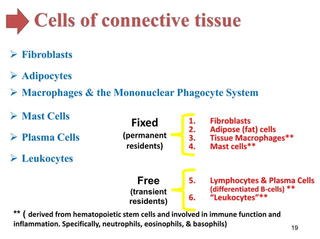 connective tissue.pptx