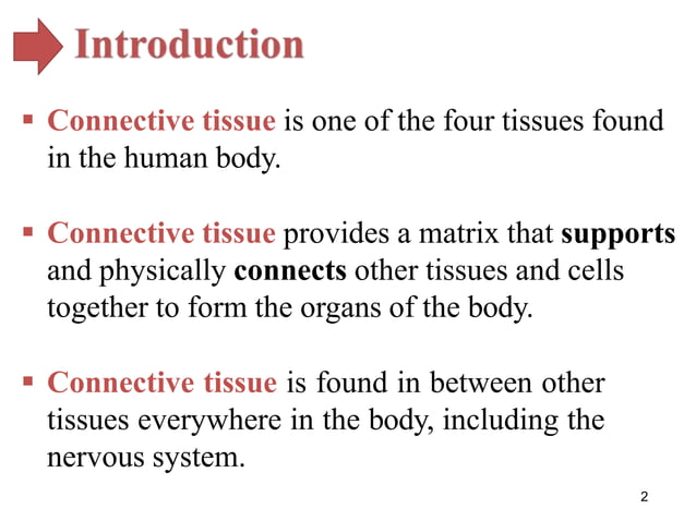 connective tissue.pptx