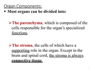 connective tissue.pptx