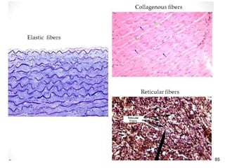 Reticular Fibers Vs Elastic Fibers