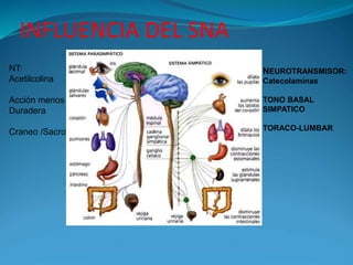 3 CONTROL DE LA RESPIRACION fisiología Darwin | PPT