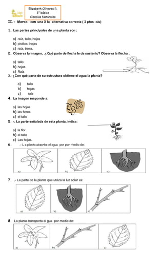 3° evaluación ciencias naturales las plantas | DOCX