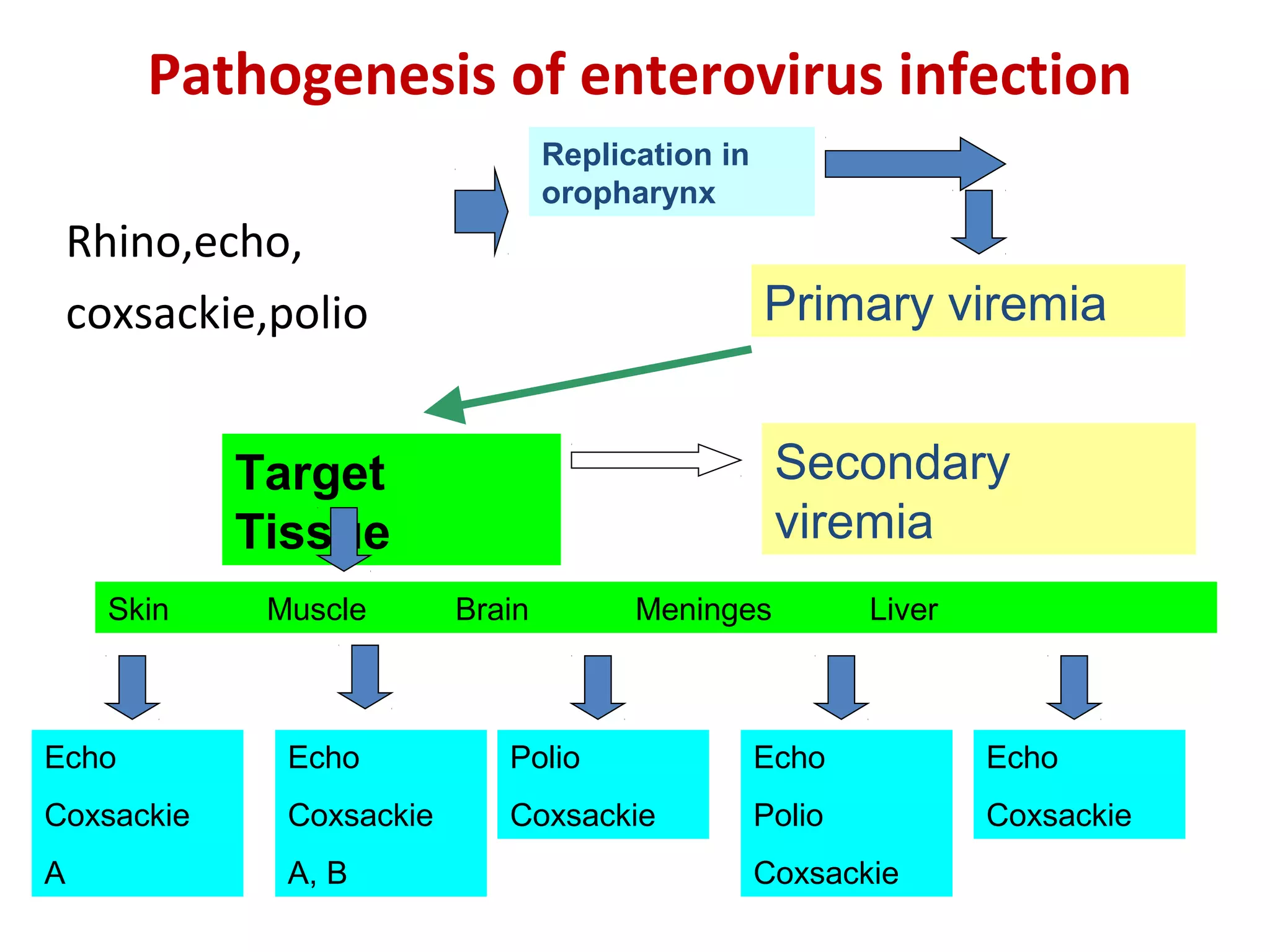 Coxsackie Virus | PPT