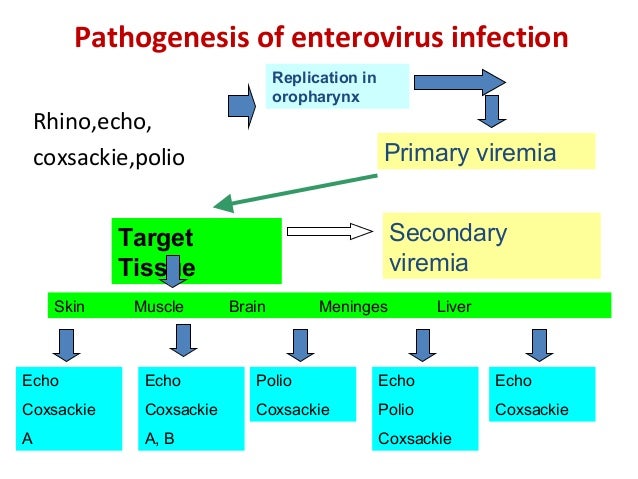 Coxsackie Virus