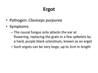 3 Crops and Their Main Diseases | PPTX