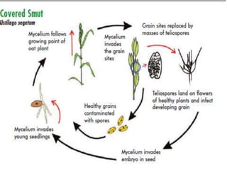 3 Crops and Their Main Diseases | PPTX