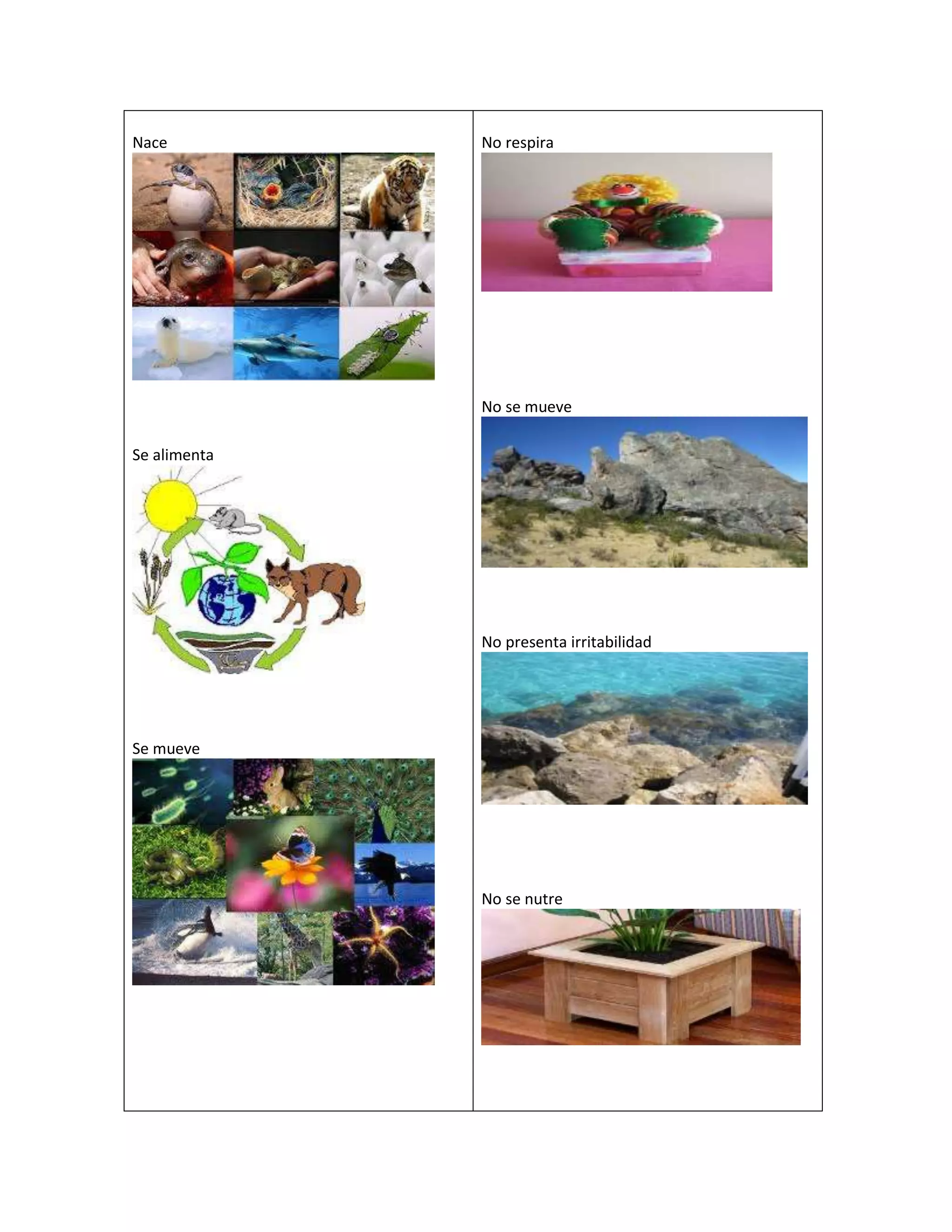 Diferencias Entre Seres Vivos Y Seres Inertes No Vivos – Themeroute