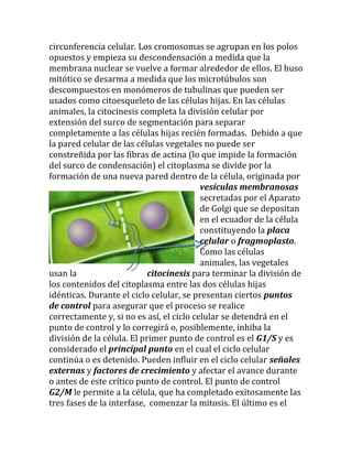 ciclo celular y mitosis-3D | DOC