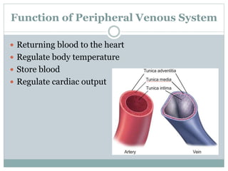 Treating your Veins - pt -update2 | PPTX