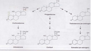 Testosterone Cardiovascular Health | PPTX