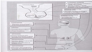 Testosterone Cardiovascular Health | PPTX